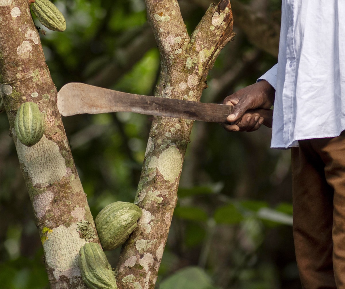 La machette : les différents types et usages, son histoire et origine