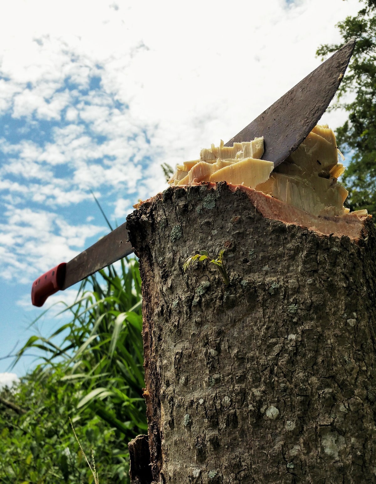 La machette : les différents types et usages, son histoire et origine