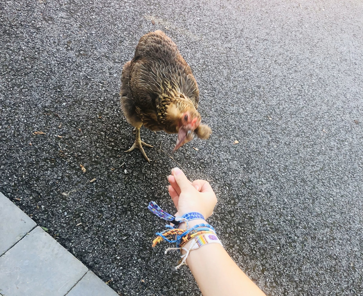 Comment attraper une poule facilement : 5 méthodes et techniques